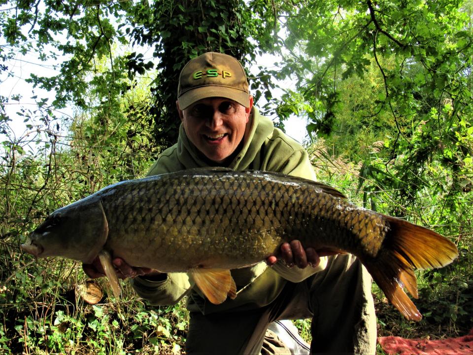 Trio of nice Commons on a day session | Total Carp